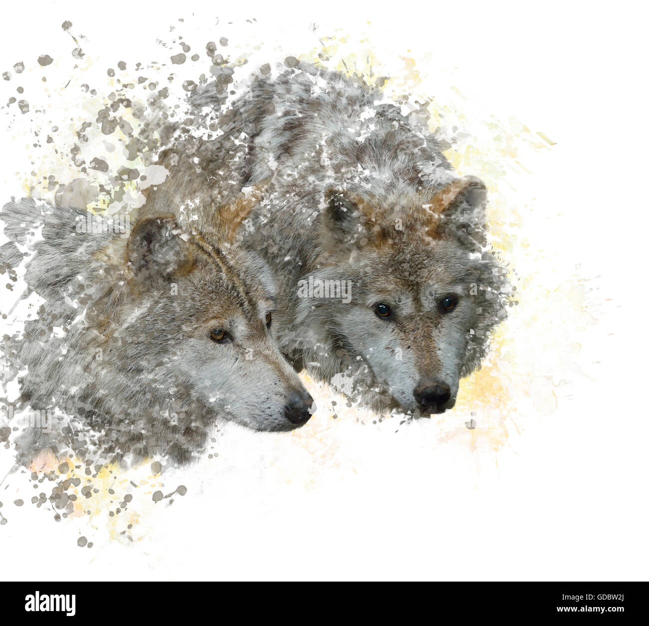 digital painting of Two wolves Stock Photo - Alamy