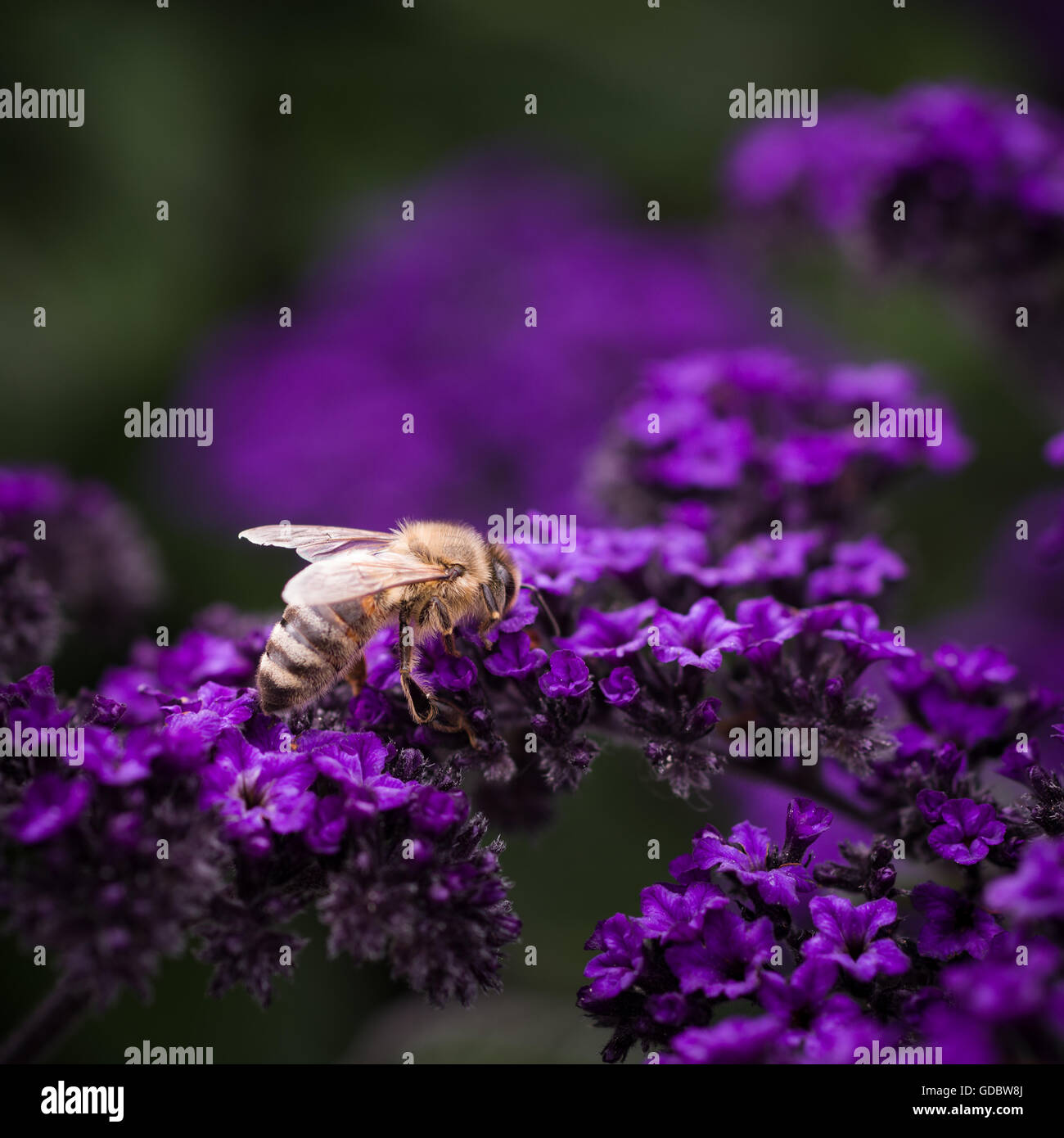 Honey bee on a bright purple flower Stock Photo - Alamy