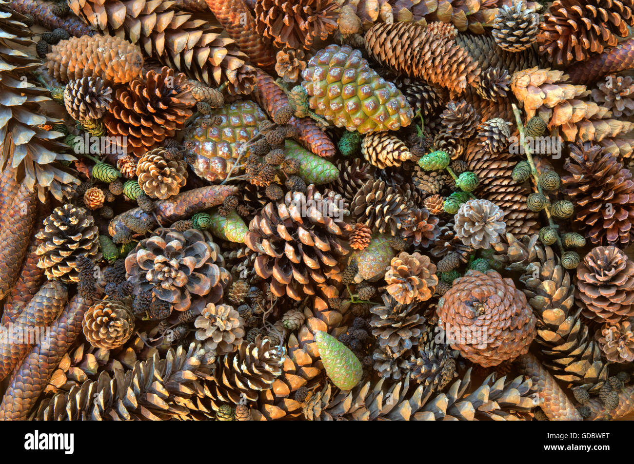 Fir cones, Pien cones, Larch cones Stock Photo - Alamy