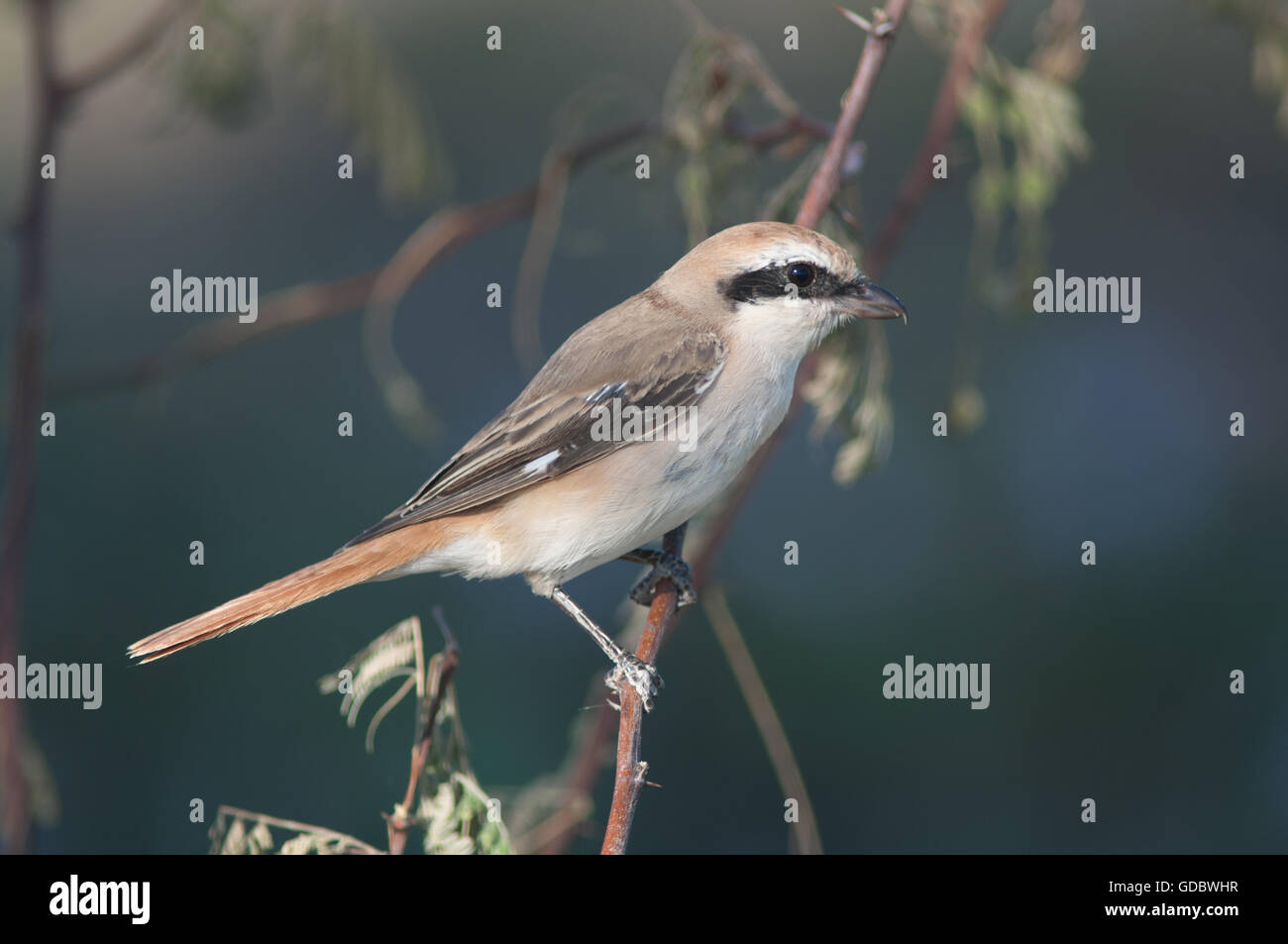 Red tailed shrike hi-res stock photography and images - Alamy
