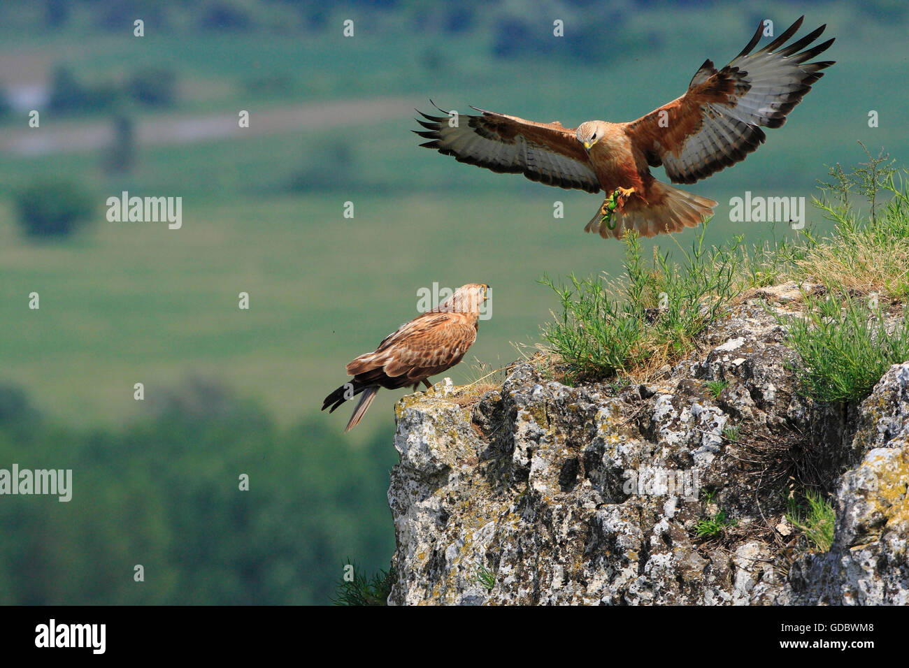 Male and female buzzards hi-res stock photography and images - Alamy