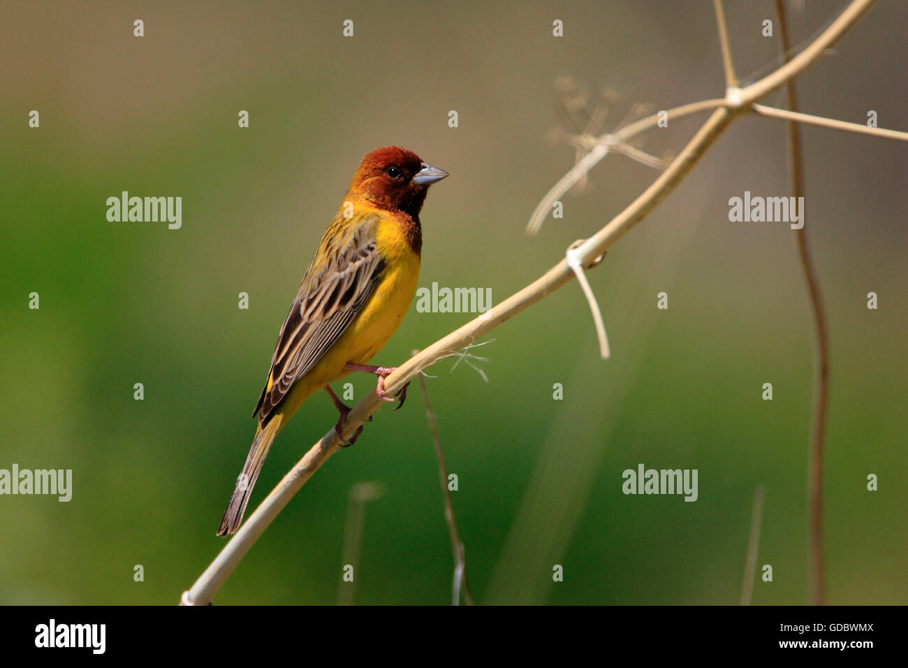 Red headed bunting hi-res stock photography and images - Alamy