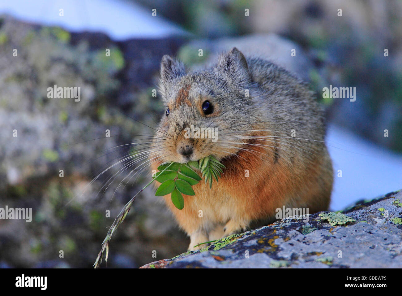Collared Pika collecting food stock, Kazakhstan / (Ochotona collaris ...