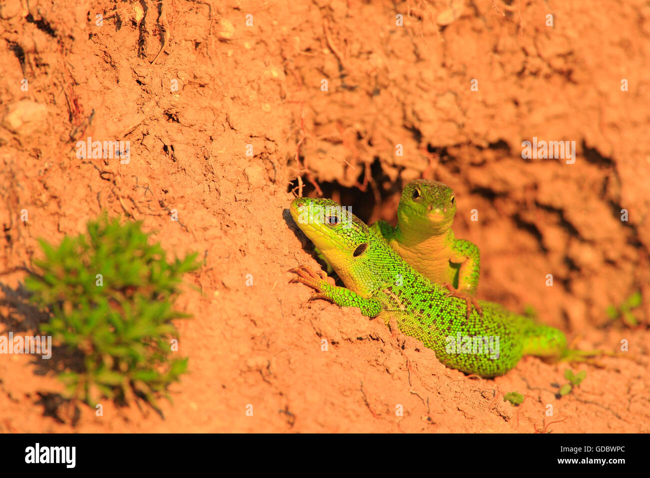 Green Lizards, pair, Bulgaria / (Lacerta viridis Stock Photo - Alamy