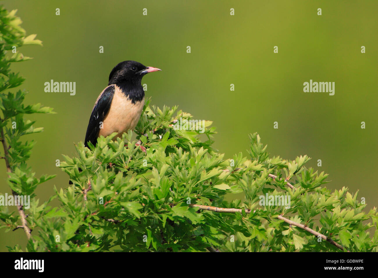 Rose-coloured Starling, Kazakhstan / (Sturnus roseus, Pastor roseus ...