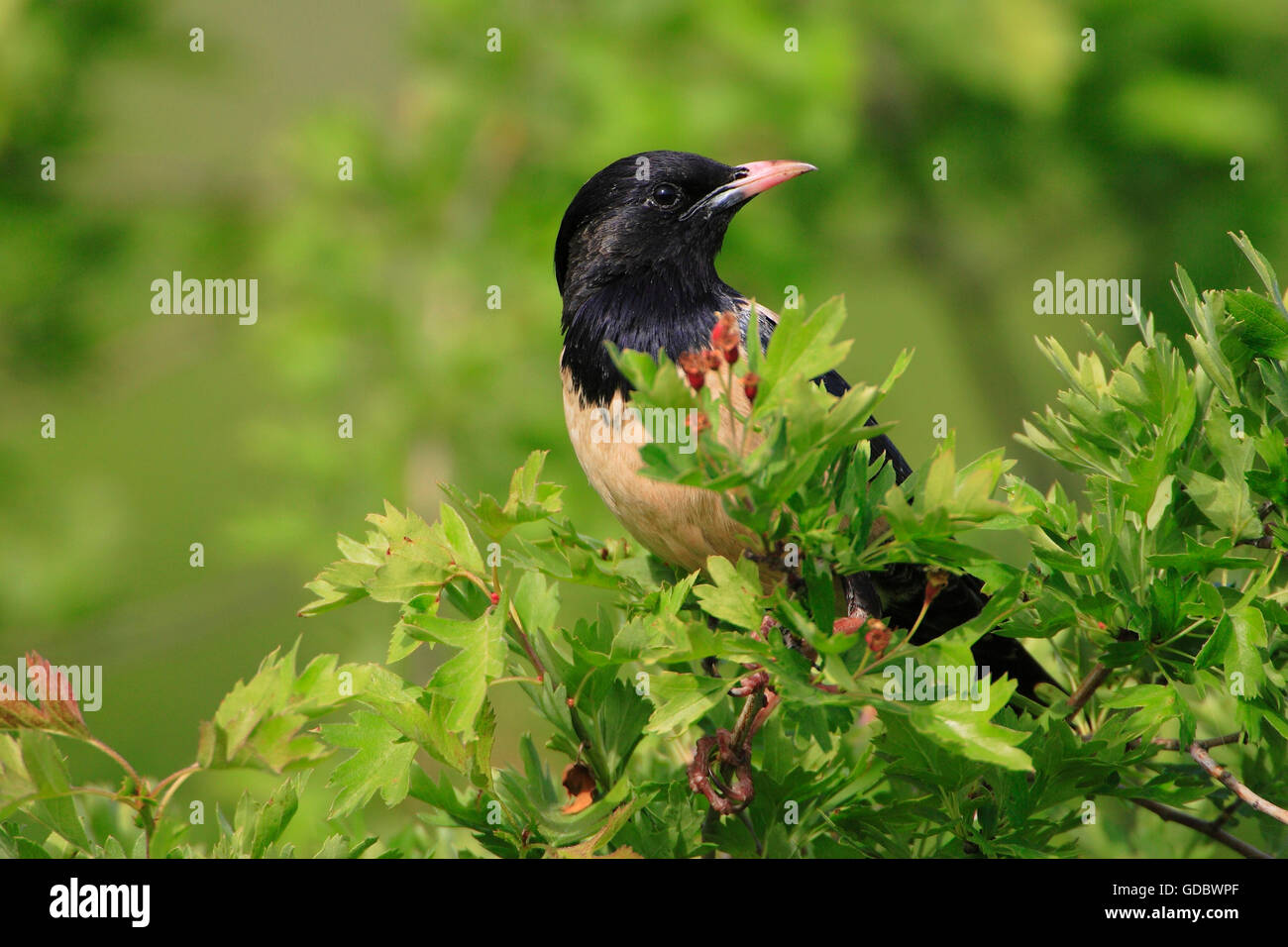 Rose-coloured Starling, Kazakhstan / (Sturnus roseus, Pastor roseus ...