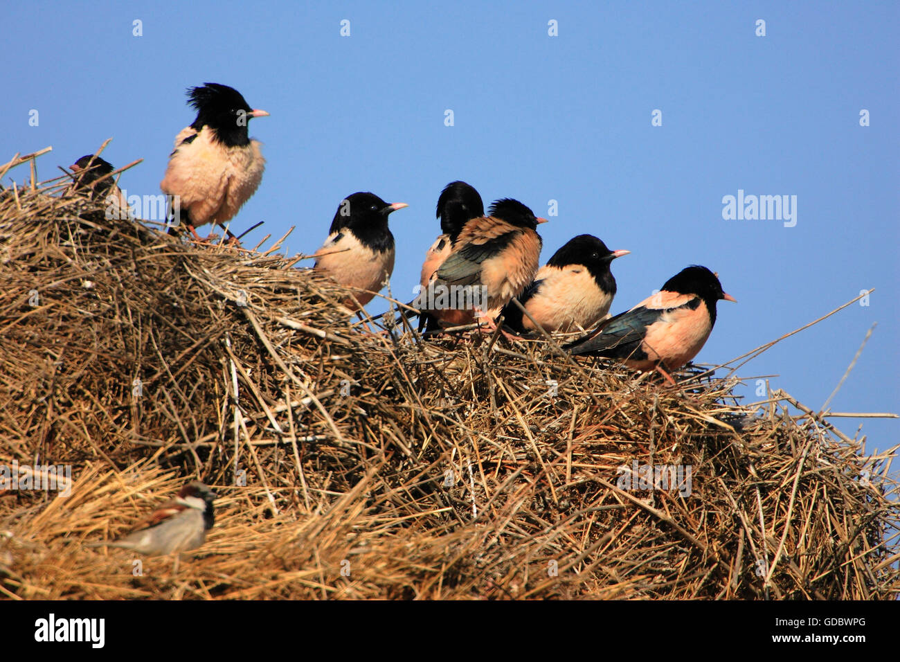 Rose-coloured Starlings, Kazakhstan / (Sturnus roseus, Pastor roseus ...
