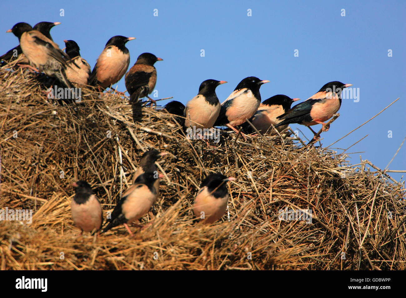 Rose-coloured Starlings, Kazakhstan / (Sturnus roseus, Pastor roseus ...