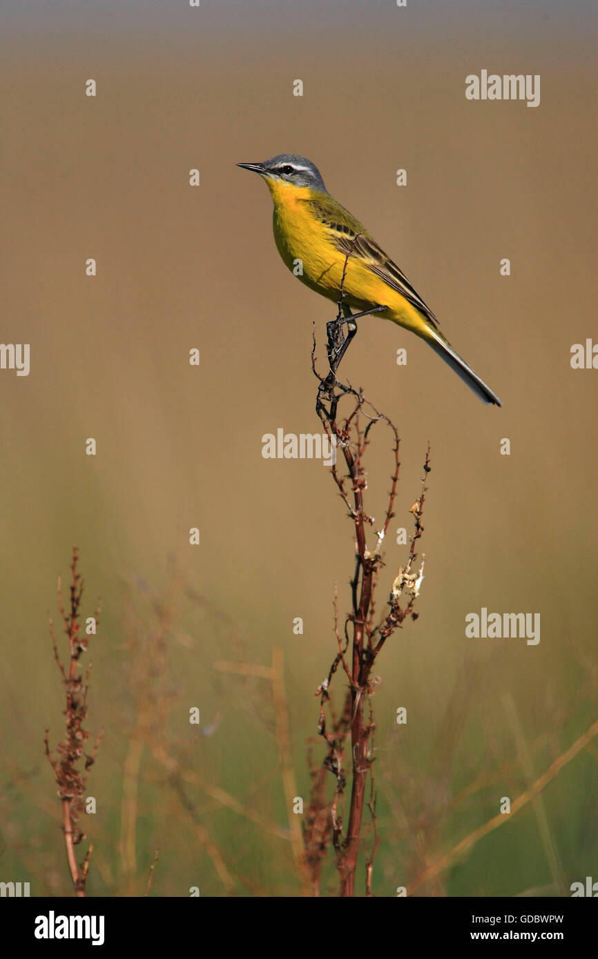 Blue-headed Yellow Wagtail, male, Kazakhstan / (Motacilla flava) / side ...
