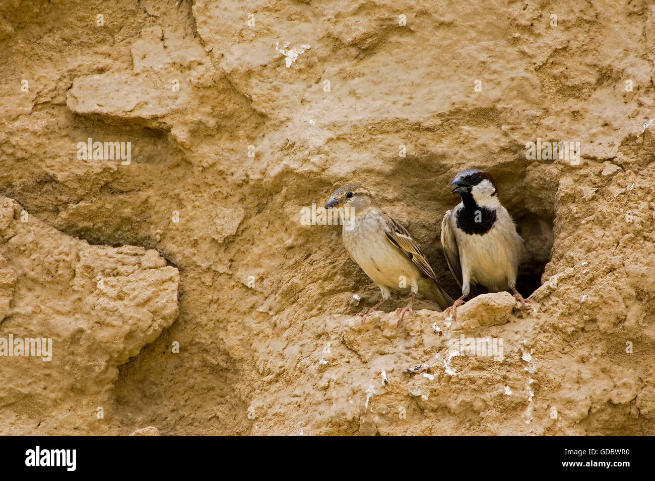 Petronia petronia hi-res stock photography and images - Alamy