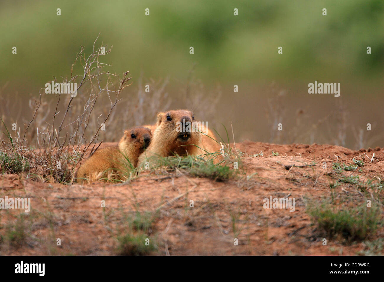 Steppe Marmots, female with young, Kazakhstan / (Marmota bobak Stock ...