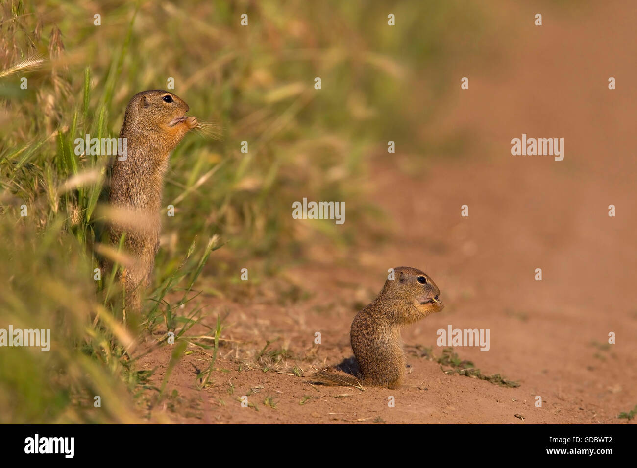 European Susliks, female with young, Bulgaria / (Citellus citellus ...