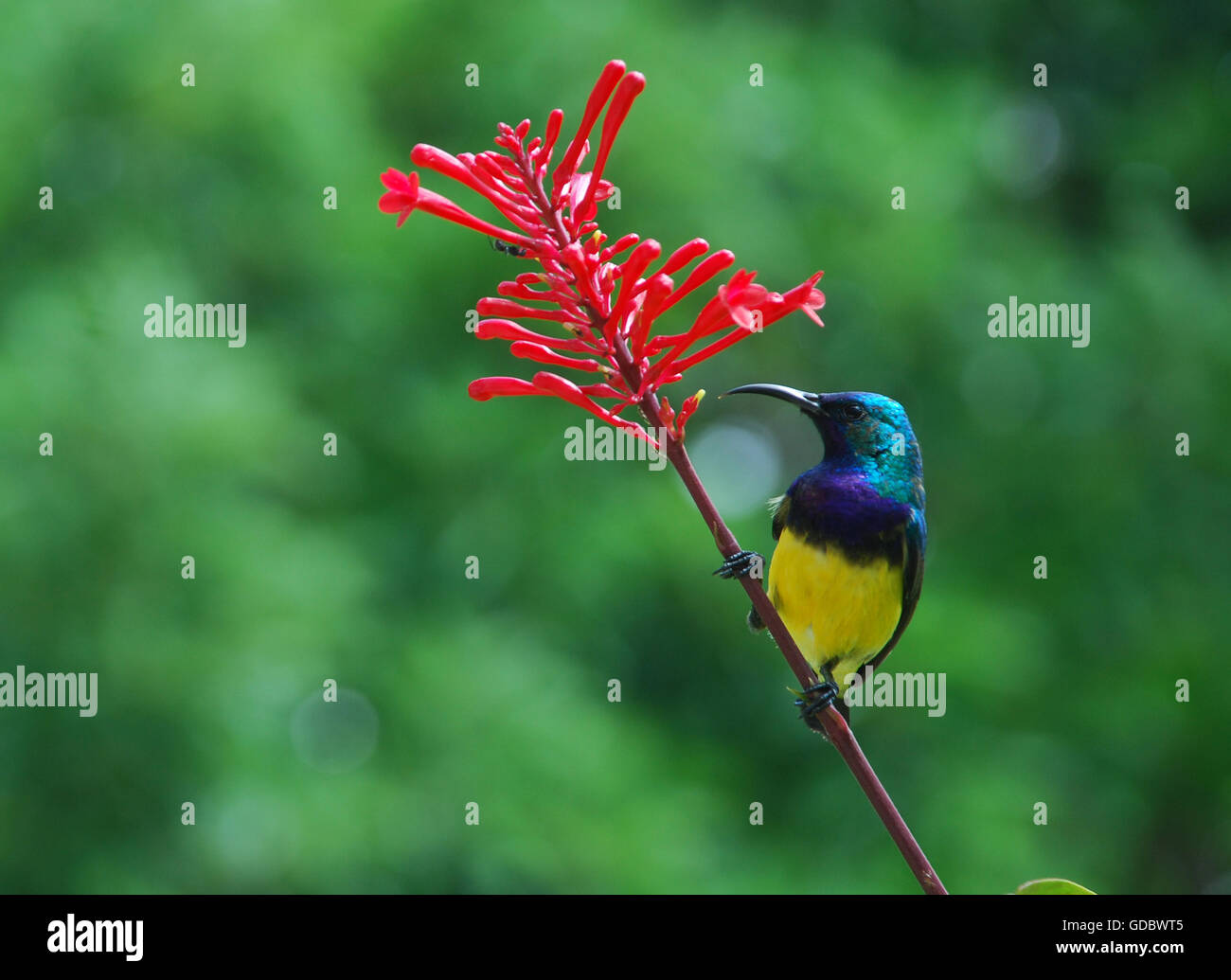 Male variable sunbird hi-res stock photography and images - Alamy