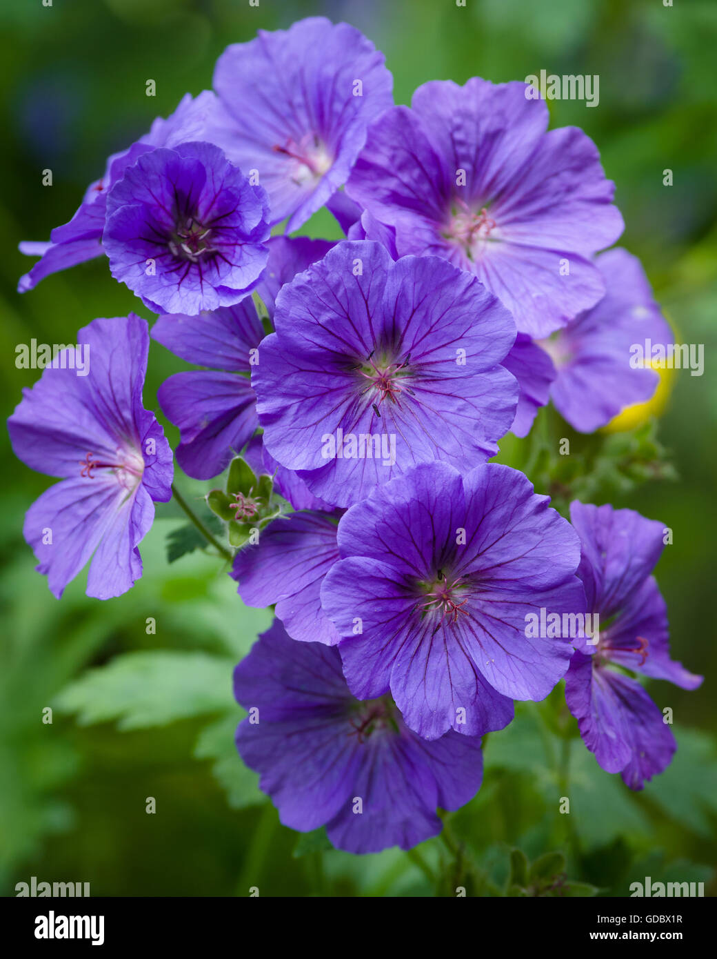 Geranium pratense, the meadow cranesbill, is a species of hardy ...