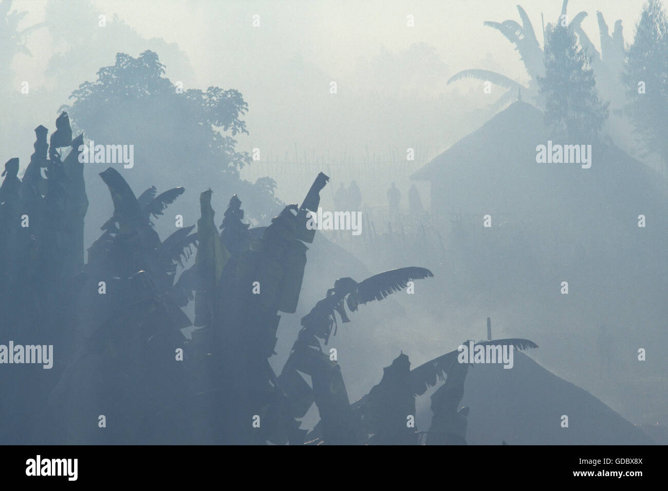 Bnanan plantai nearby Awasa, Highlands, Ethiopia Stock Photo - Alamy