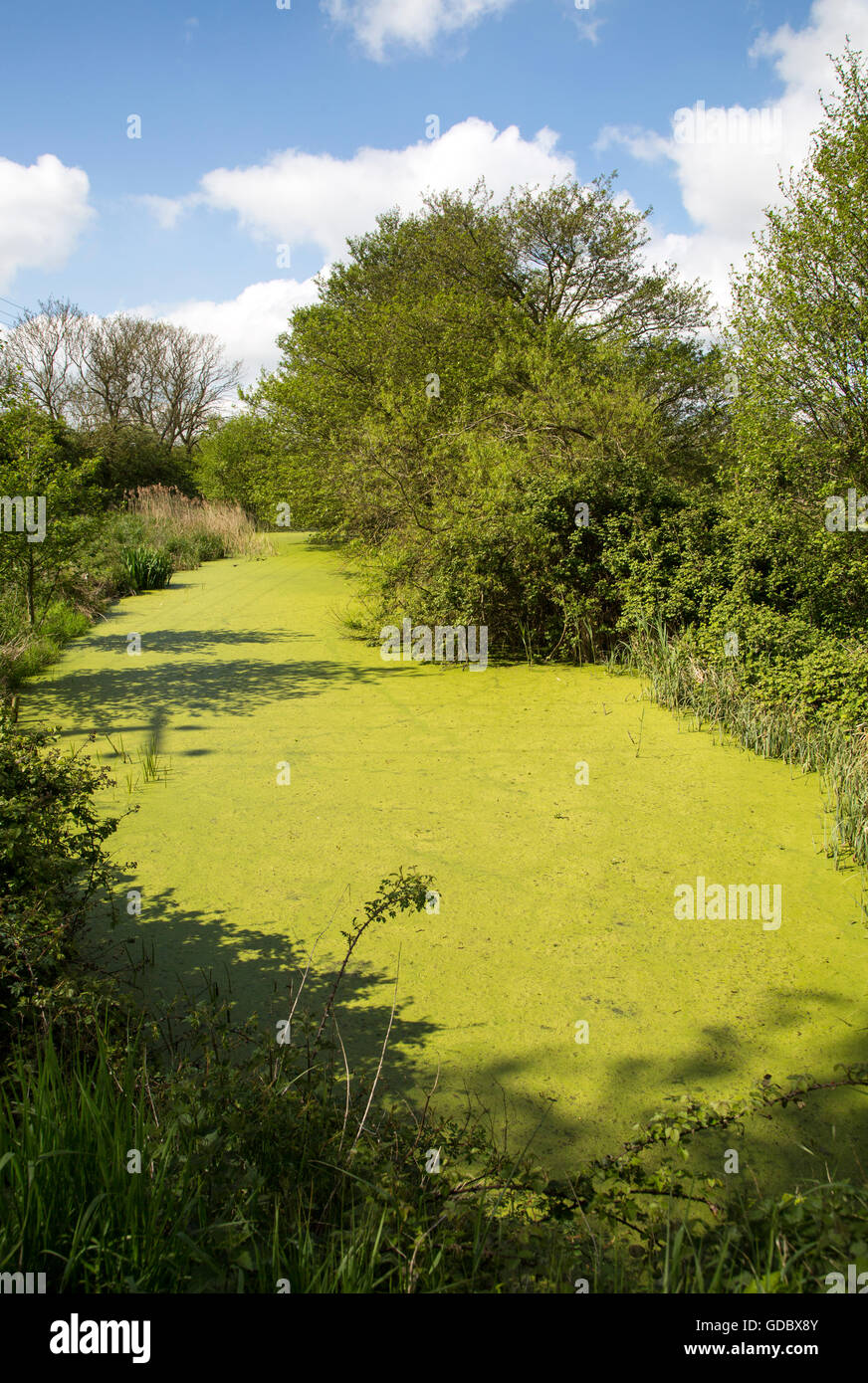 Eutrophication green pond weed algae growing on stream surface, River ...