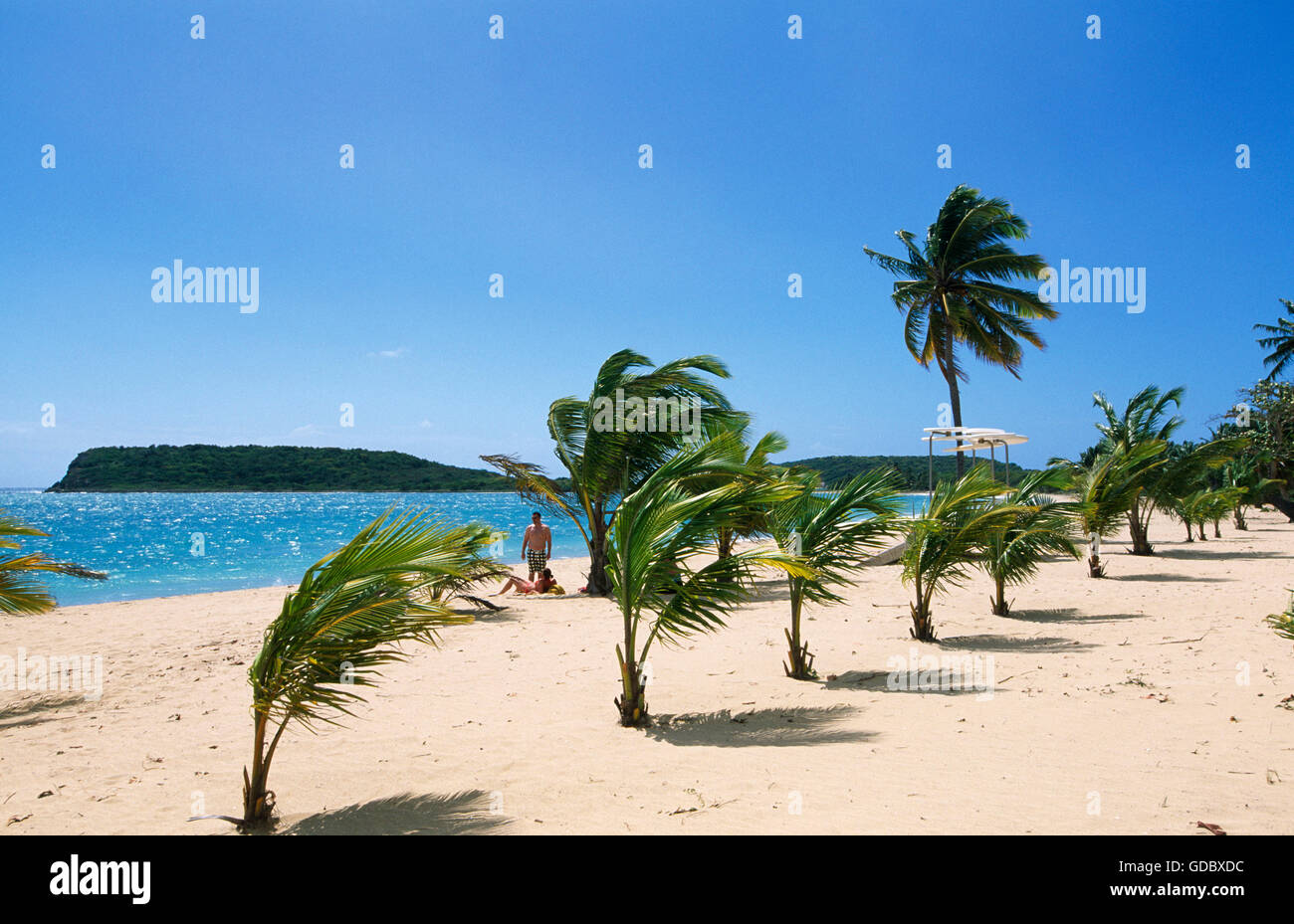 Sun Bay Beach on Vieques Island, Puerto Rico, Caribbean Stock Photo - Alamy