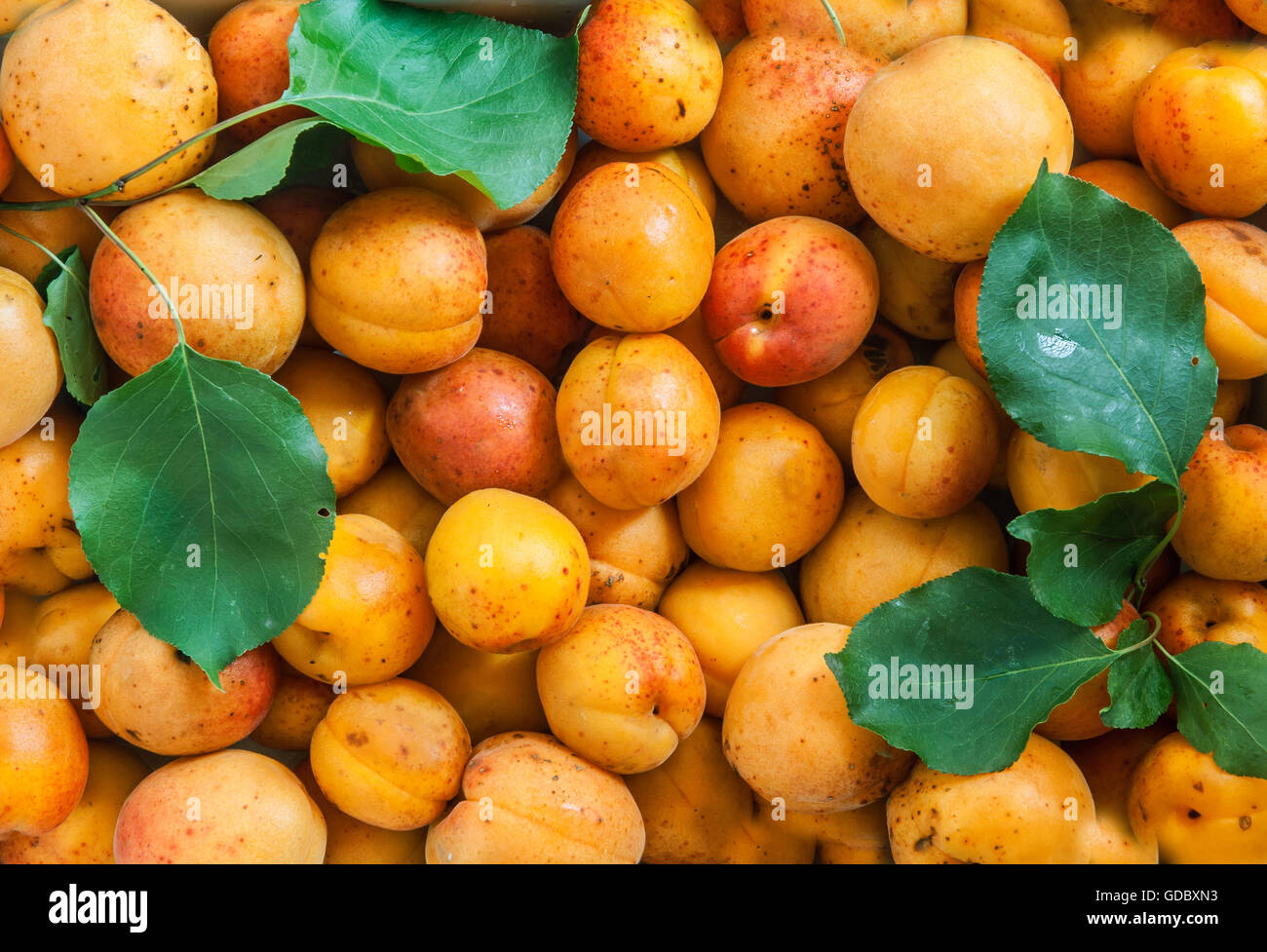 Fresh apricots solid texture seamless background Stock Photo - Alamy