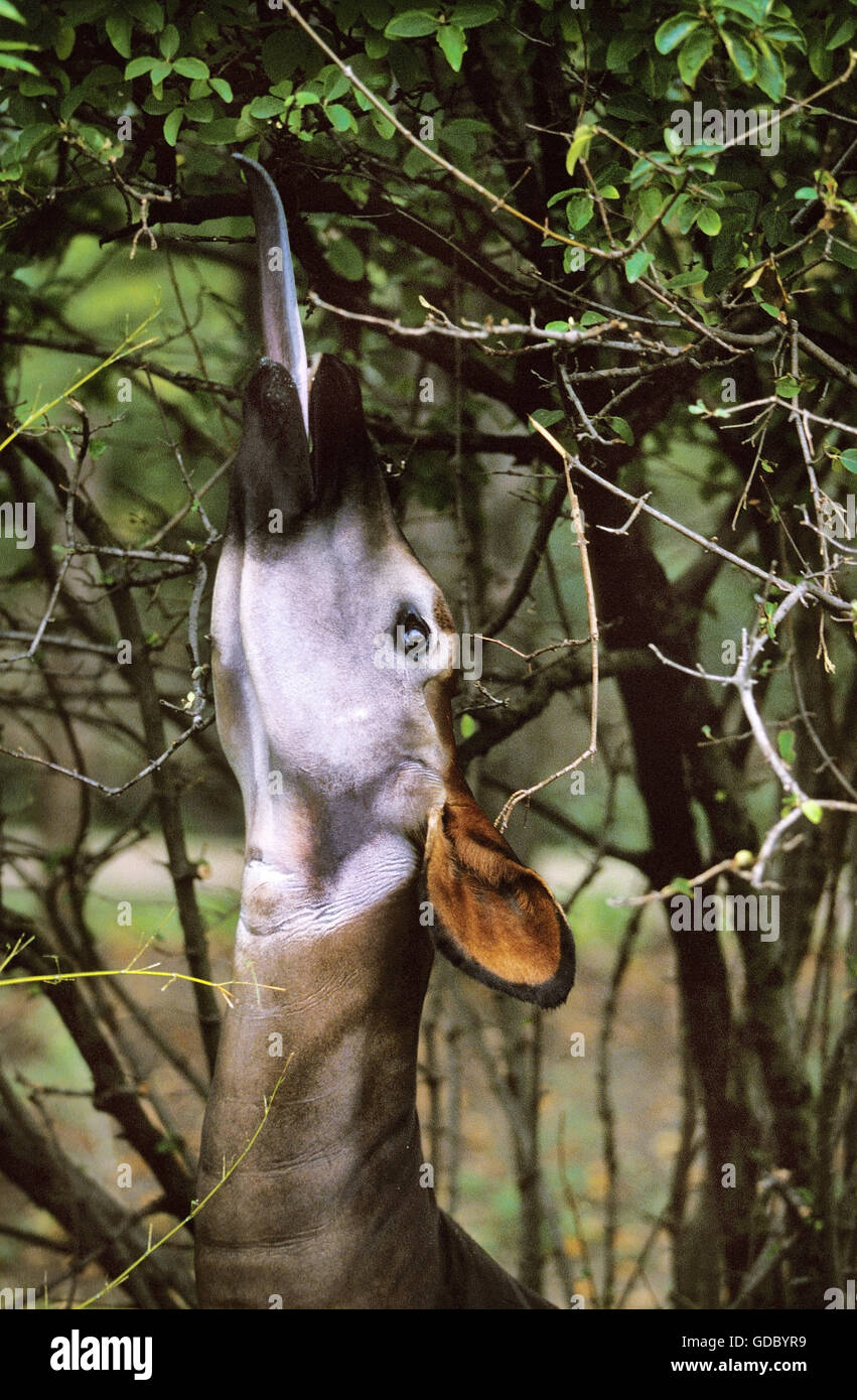 Okapi eating leaves hi-res stock photography and images - Alamy