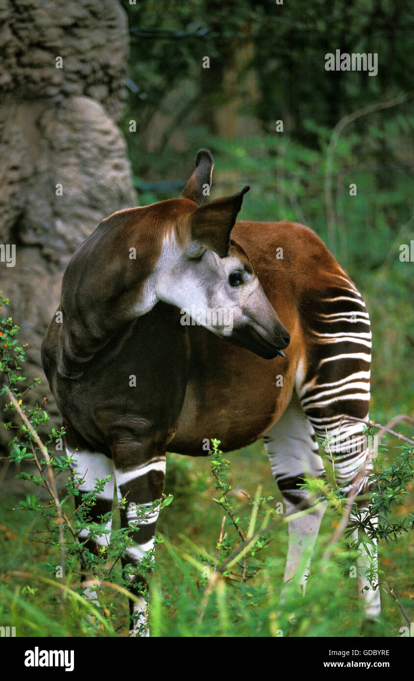 Okapi, okapia johnstoni, Female Stock Photo - Alamy