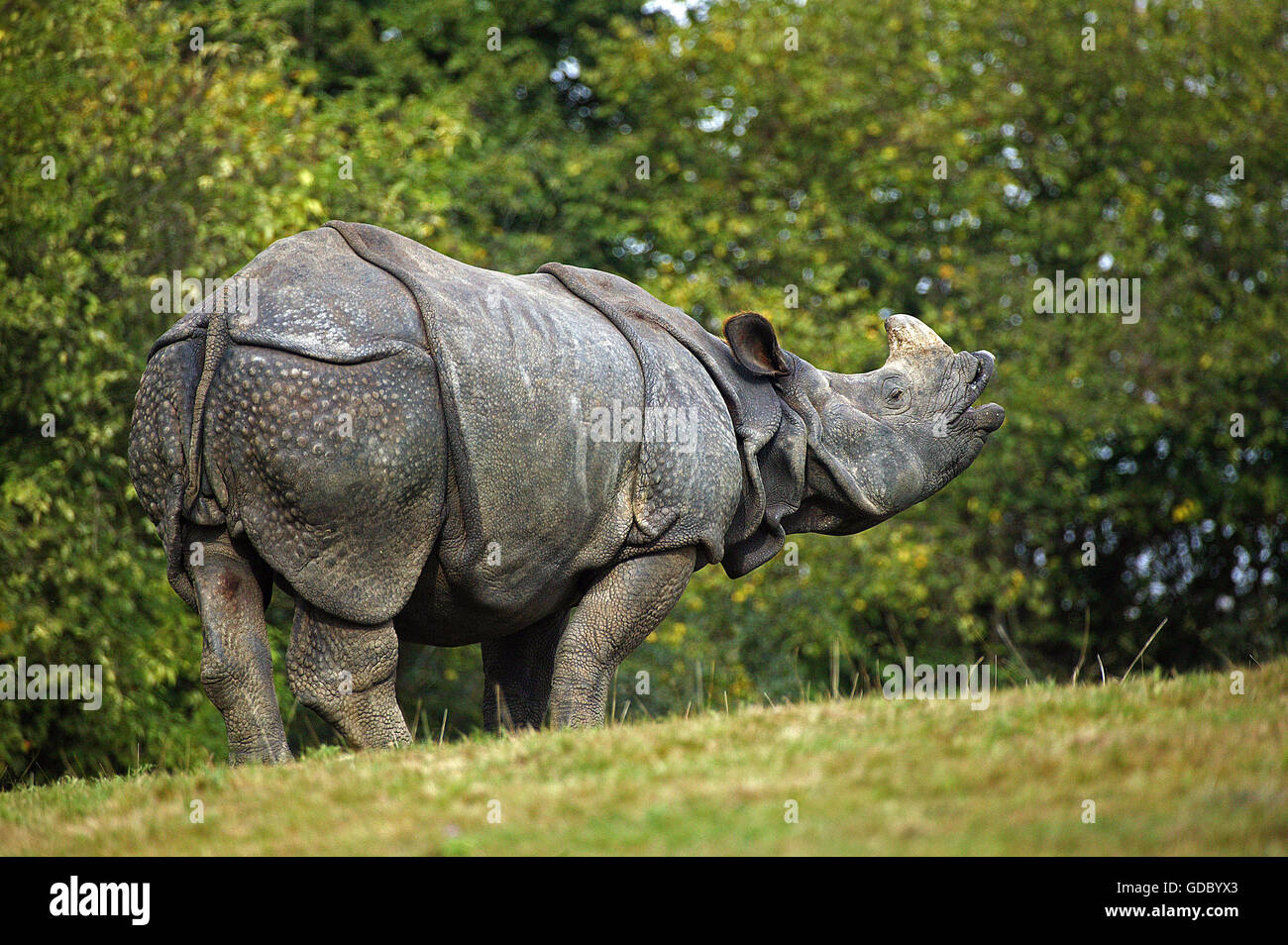 Indian Rhinoceros, rhinoceros unicornis, Adult Flehming Stock Photo - Alamy