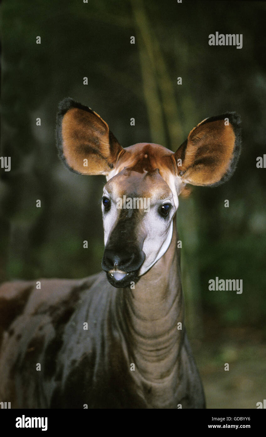 Okapi hi-res stock photography and images - Alamy