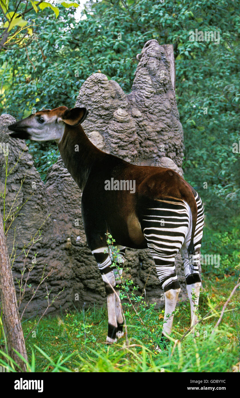 Okapi, okapia johnstoni, Female Stock Photo - Alamy