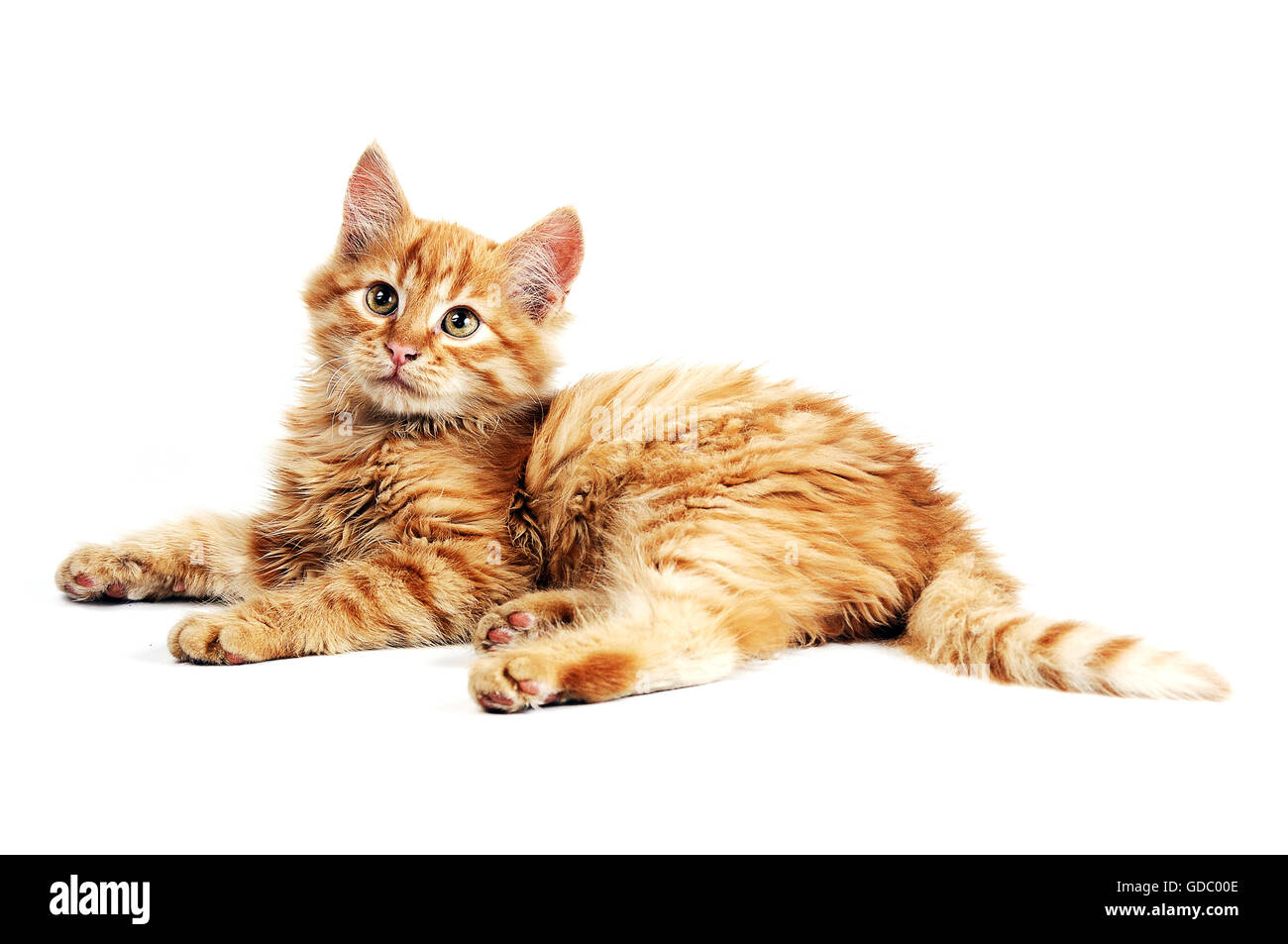 Cute little red kitten isolated on white background Stock Photo - Alamy