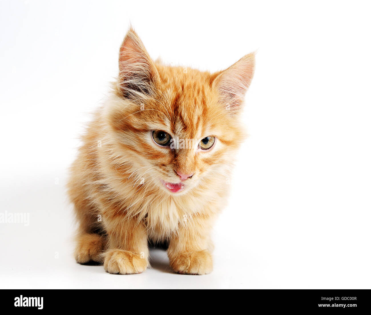 Cute little red kitten isolated on white background Stock Photo - Alamy