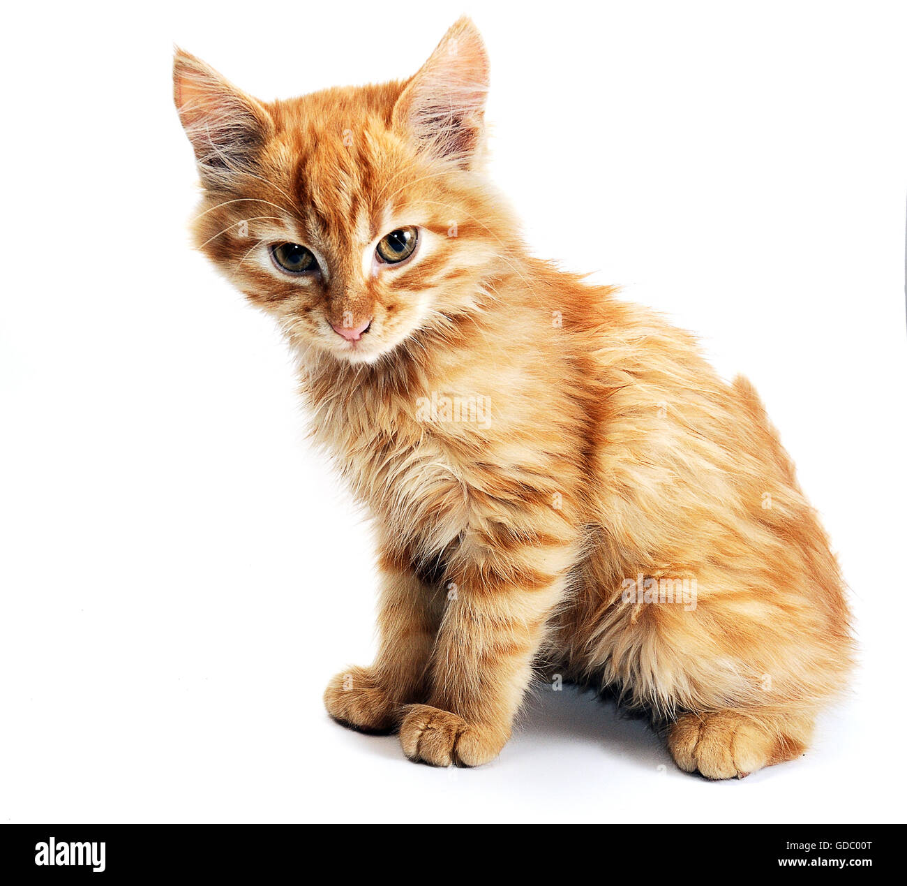 Cute little red kitten isolated on white background Stock Photo - Alamy