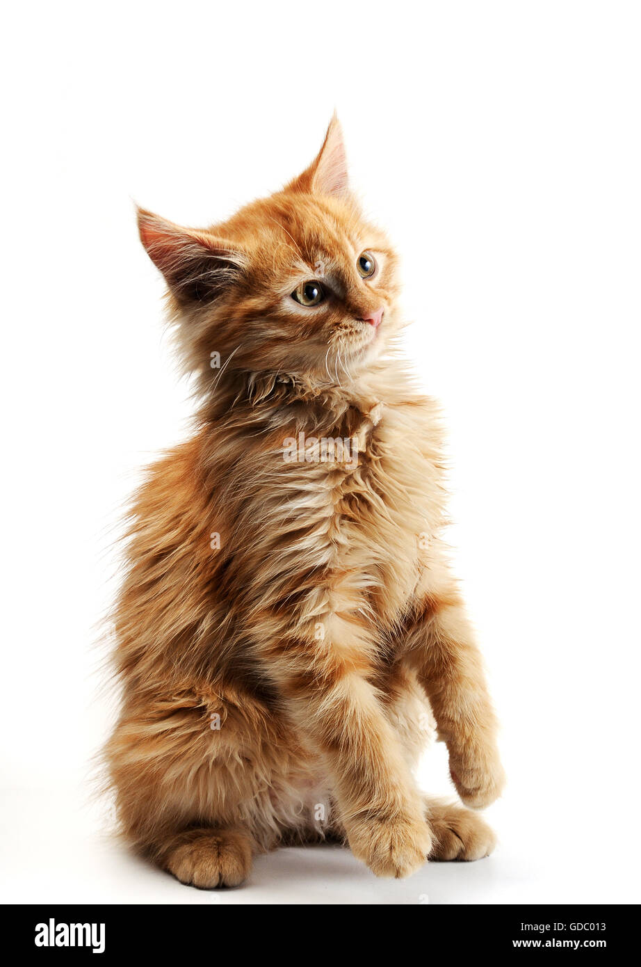 Cute little red kitten isolated on white background Stock Photo - Alamy