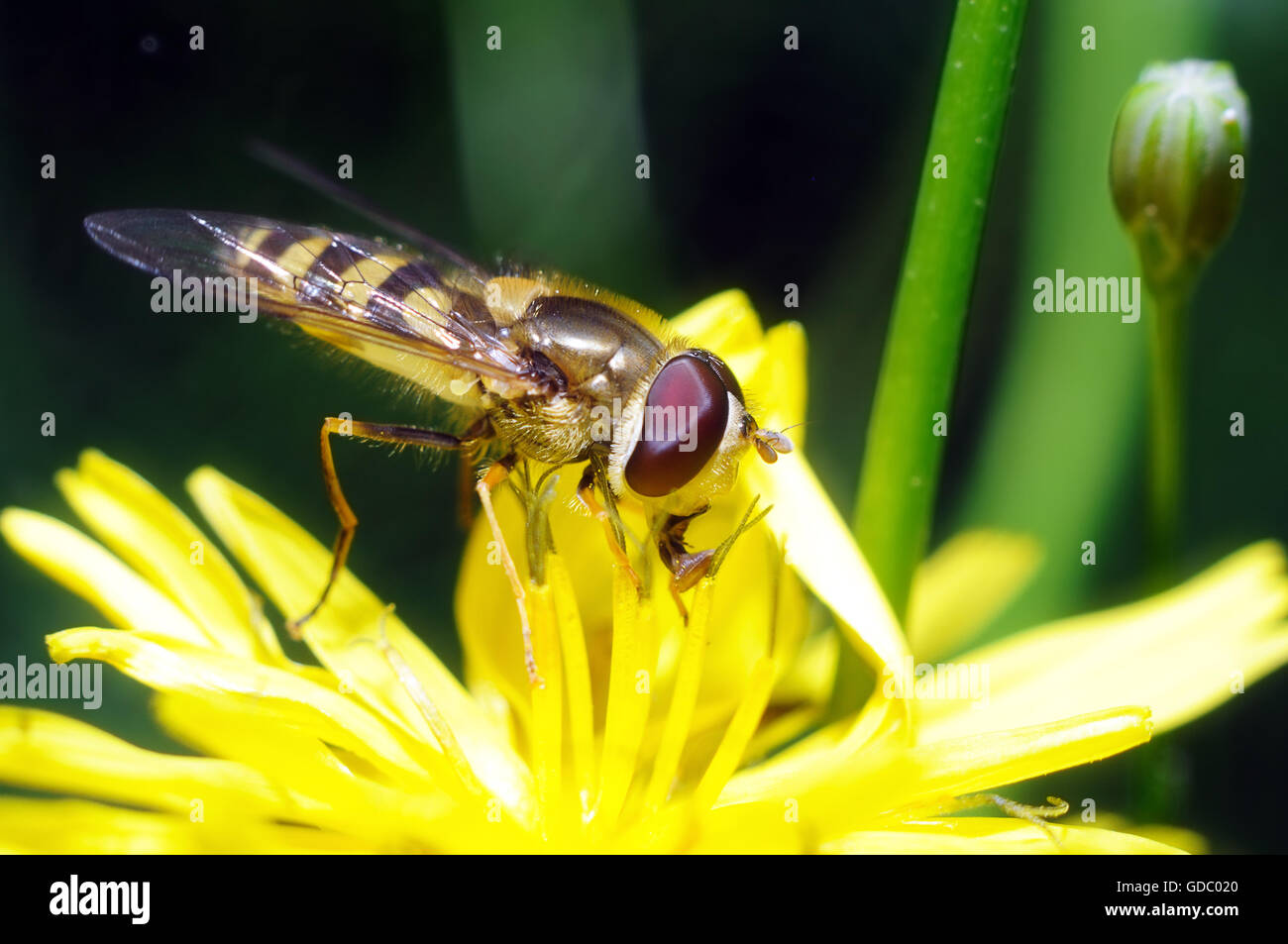 yellow fly looks like a sting in a flower Stock Photo - Alamy