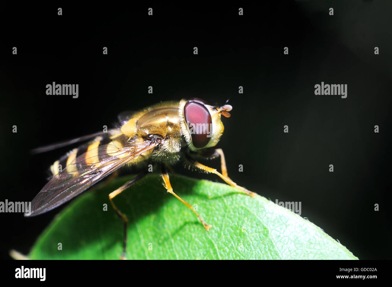 yellow fly looks like a sting in a flower Stock Photo - Alamy