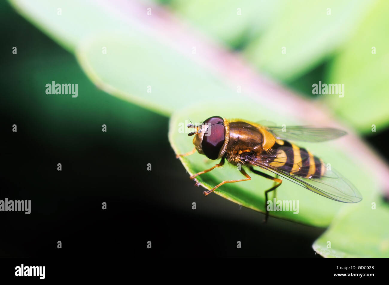 yellow fly looks like a sting in a flower Stock Photo - Alamy