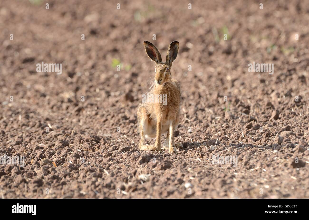 Hare field hi-res stock photography and images - Alamy