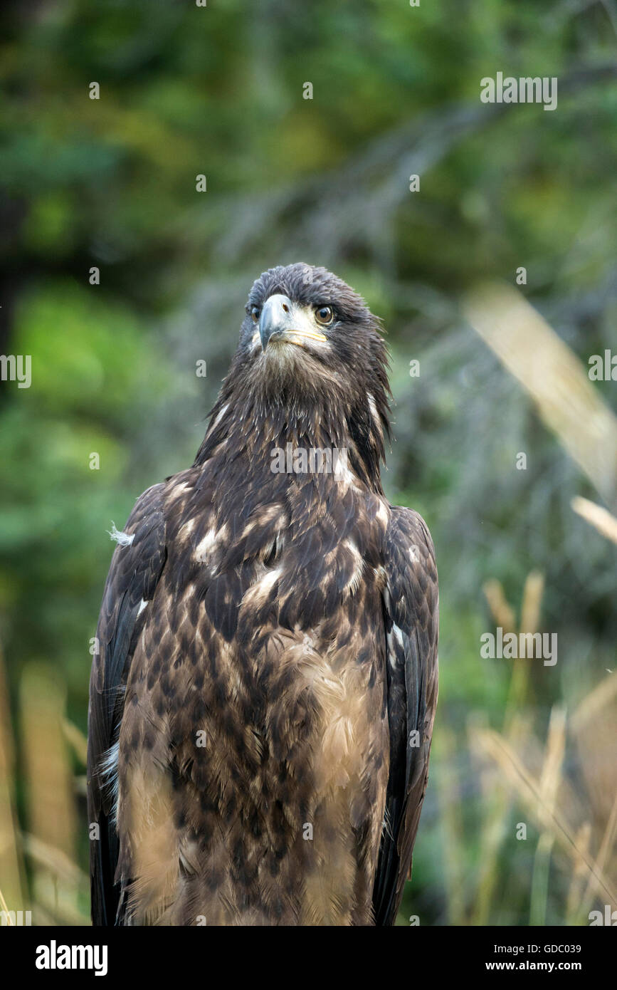 three month old bald eaglets ready to fledge,Yukon,Canada Stock Photo ...