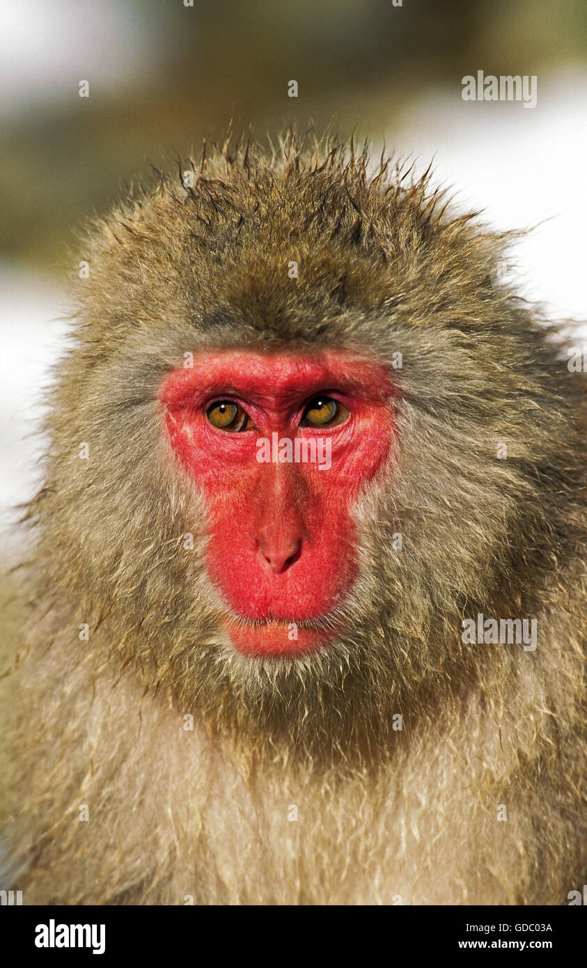 JAPANESE MACAQUE macaca fuscata, PORTRAIT OF ADULT, HOKKAIDO ISLAND IN ...