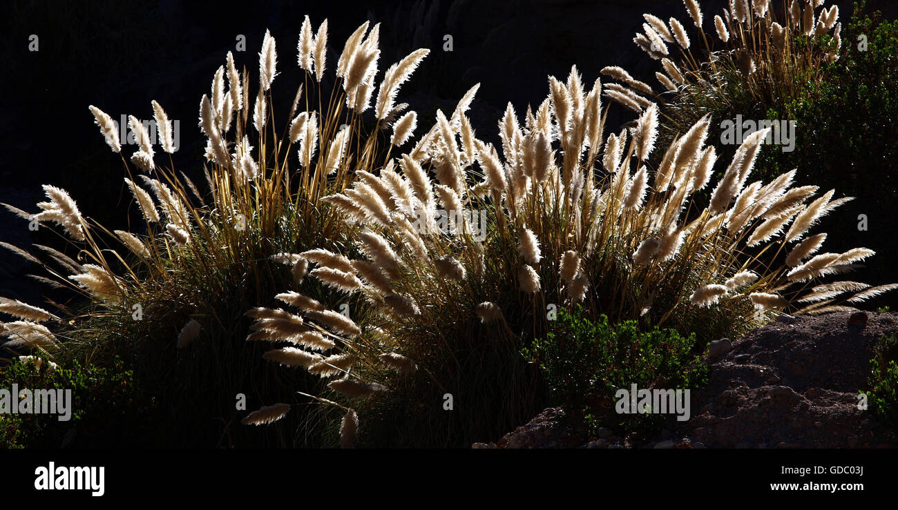 Chile,South America,desert,reed,tail light,scenery,landscape,botany ...