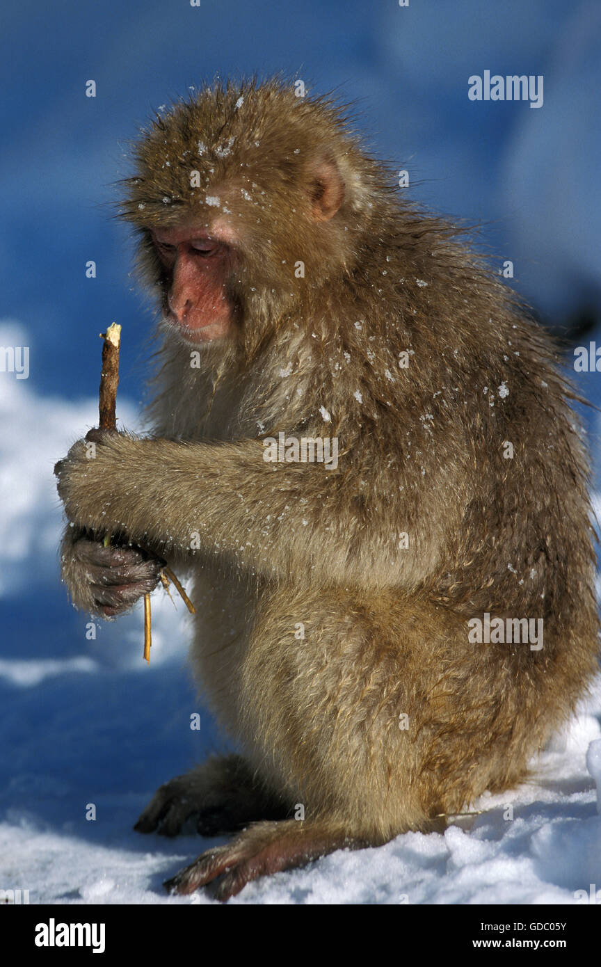Japanese Macaque, macaca fuscata, Hokkaido Island in Japan Stock Photo ...