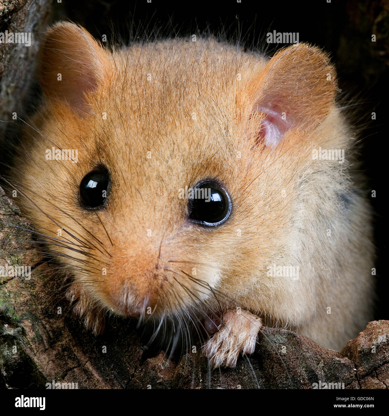 Common Dormouse, muscardinus avellanarius, at Nest Entrance, Normandy ...