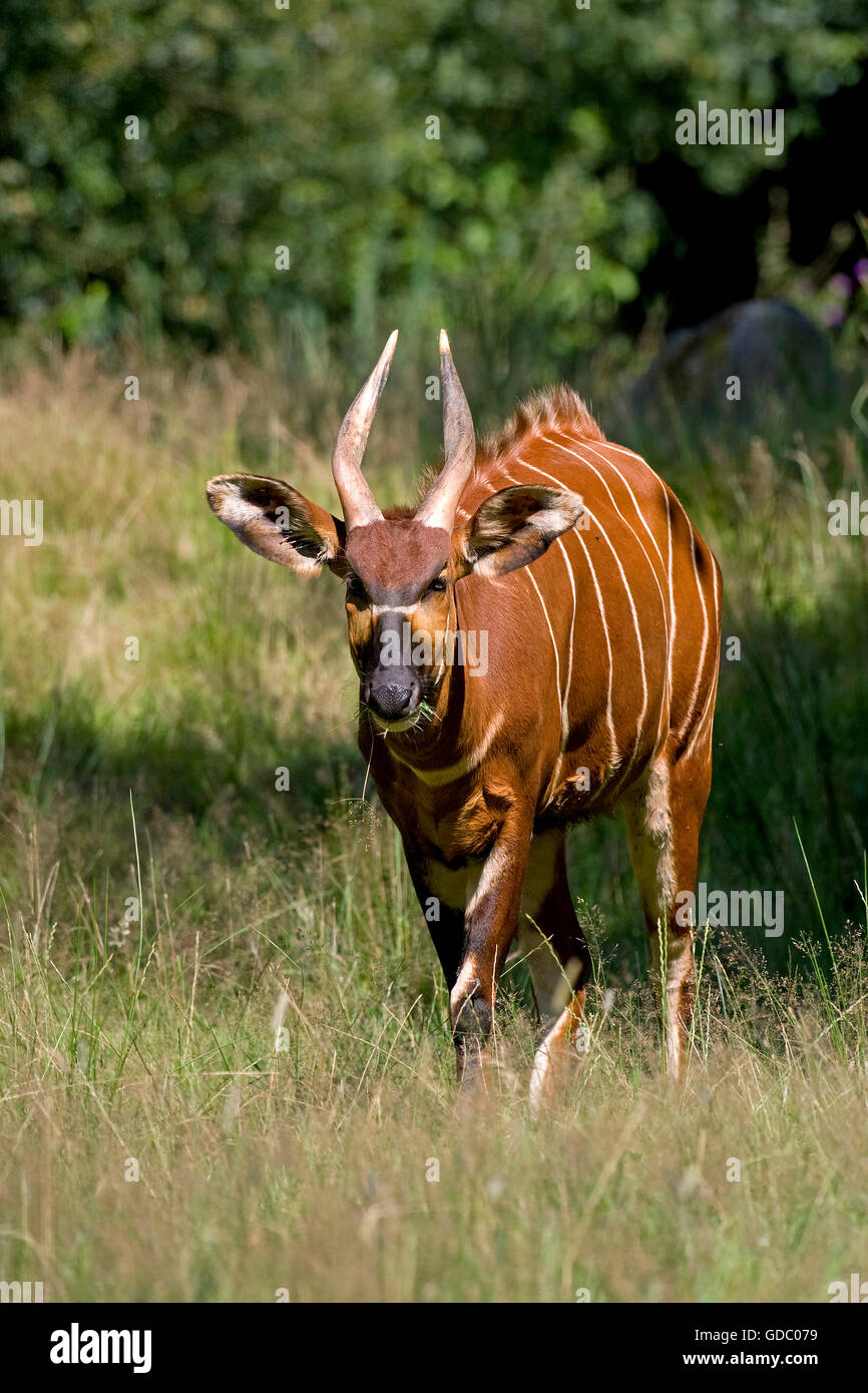 Bongo antelope hi-res stock photography and images - Alamy
