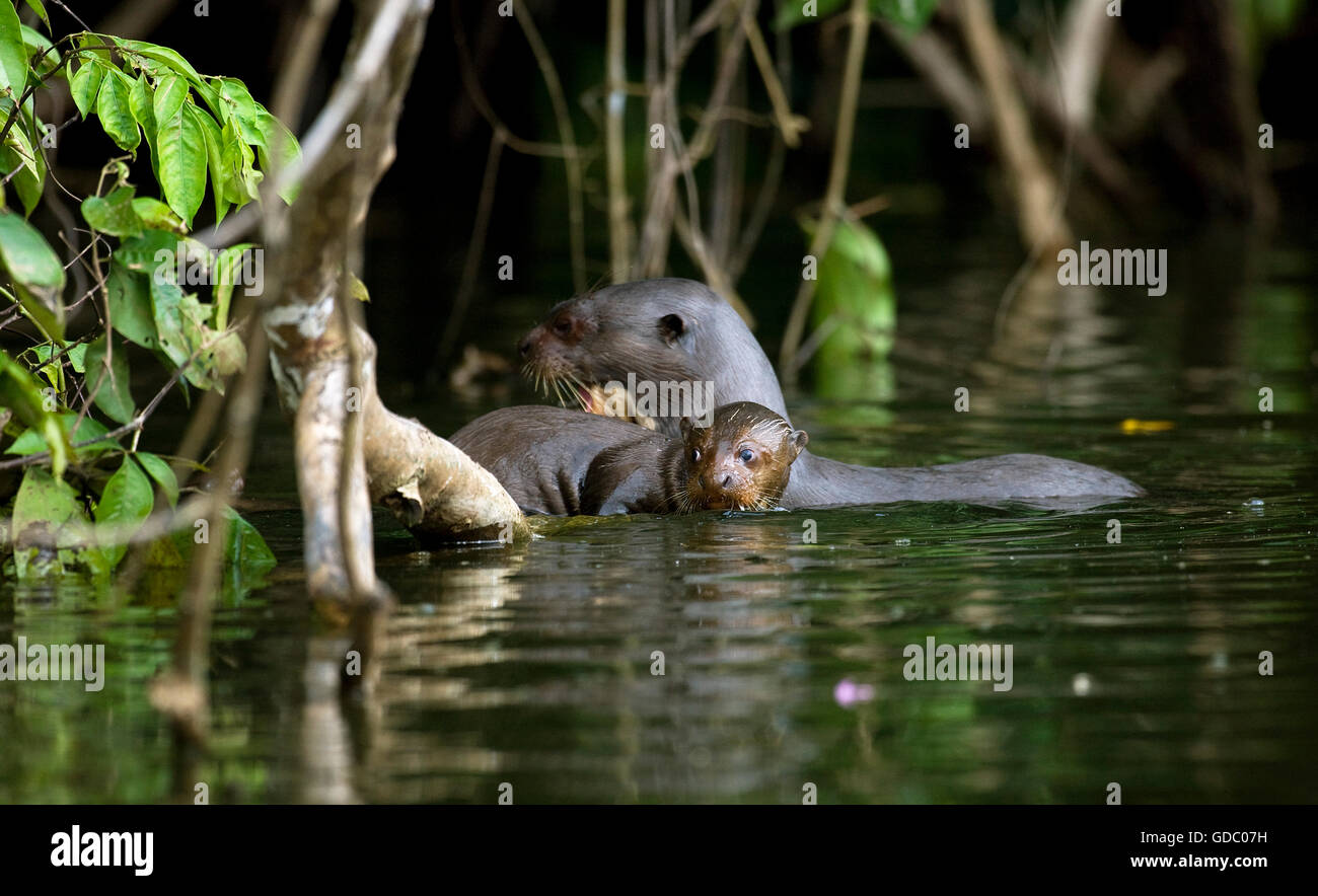 Giant Otter, pteronura brasiliensis, Adult and young in Madre de Dios ...