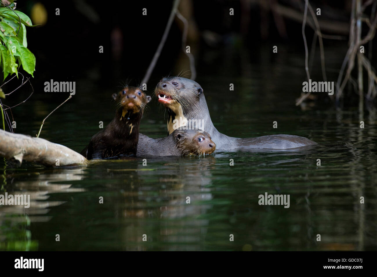 GIANT OTTER pteronura brasiliensis, FEMALE WITH YOUNGS, MANU NATIONAL ...