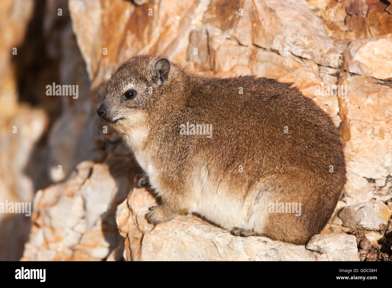 Rock hyrax procavia capensis on rock hi-res stock photography and ...