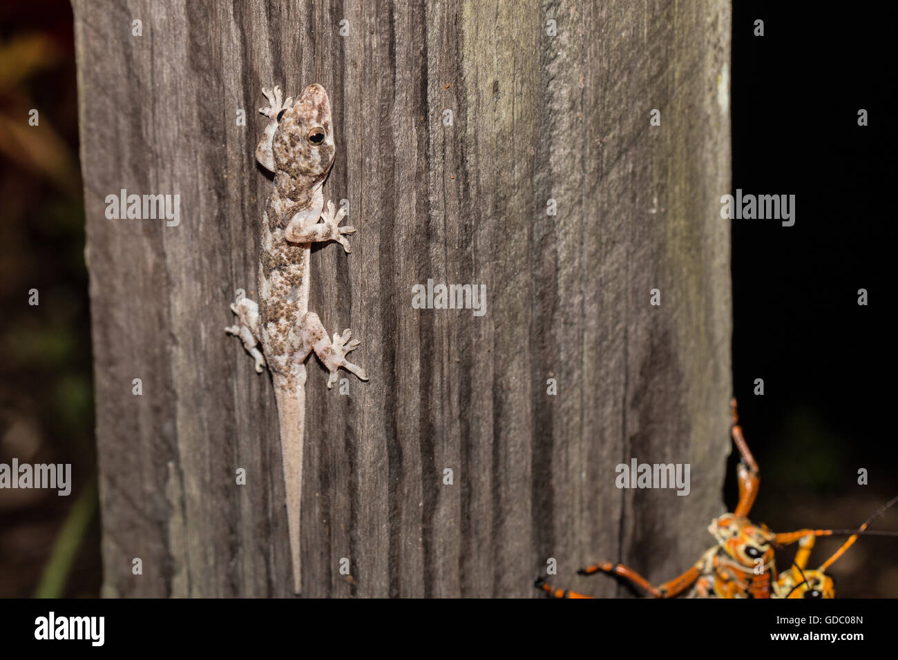 Invasive gecko species hi-res stock photography and images - Alamy