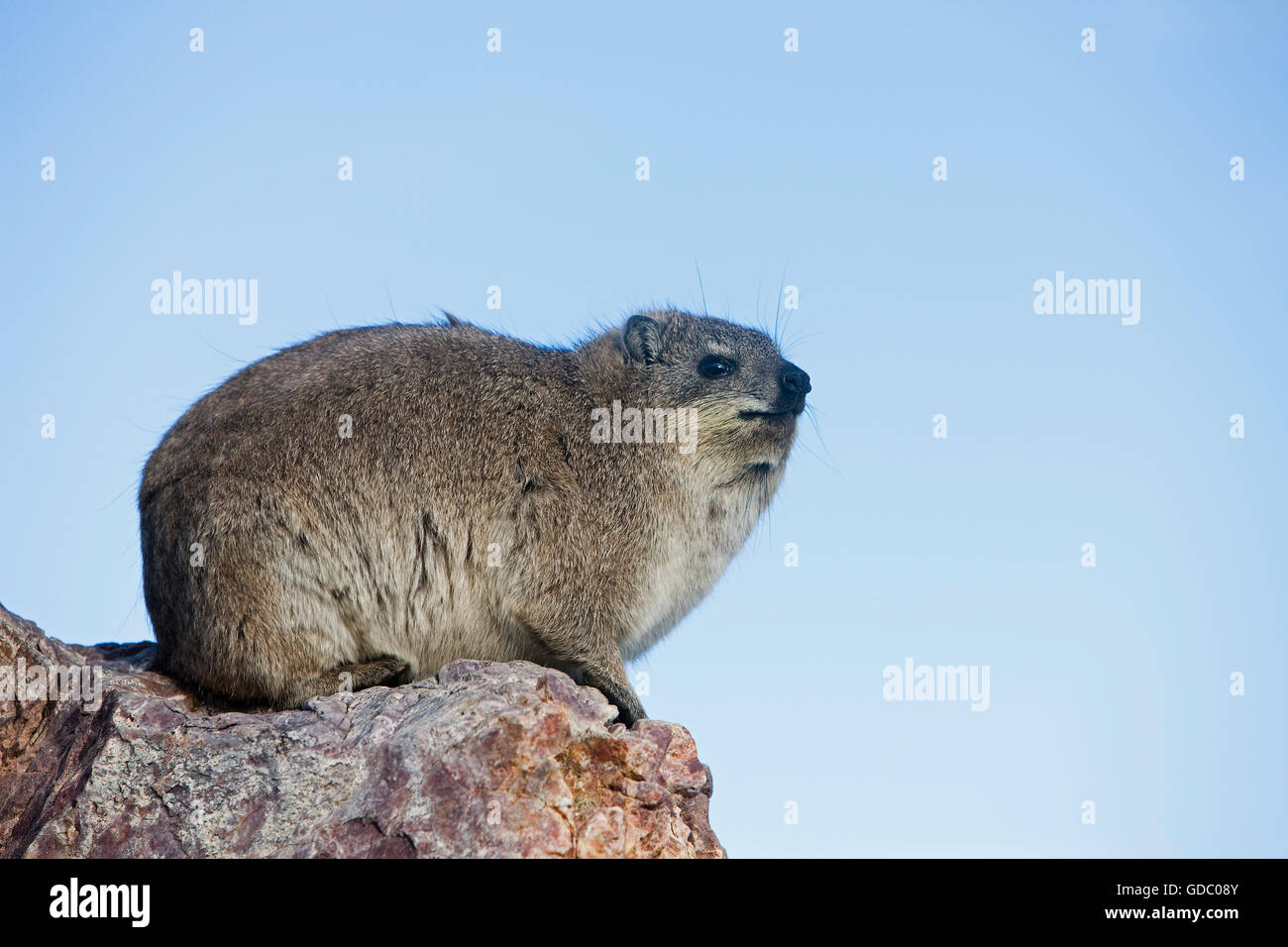 Rock hyrax procavia capensis on rock hi-res stock photography and ...