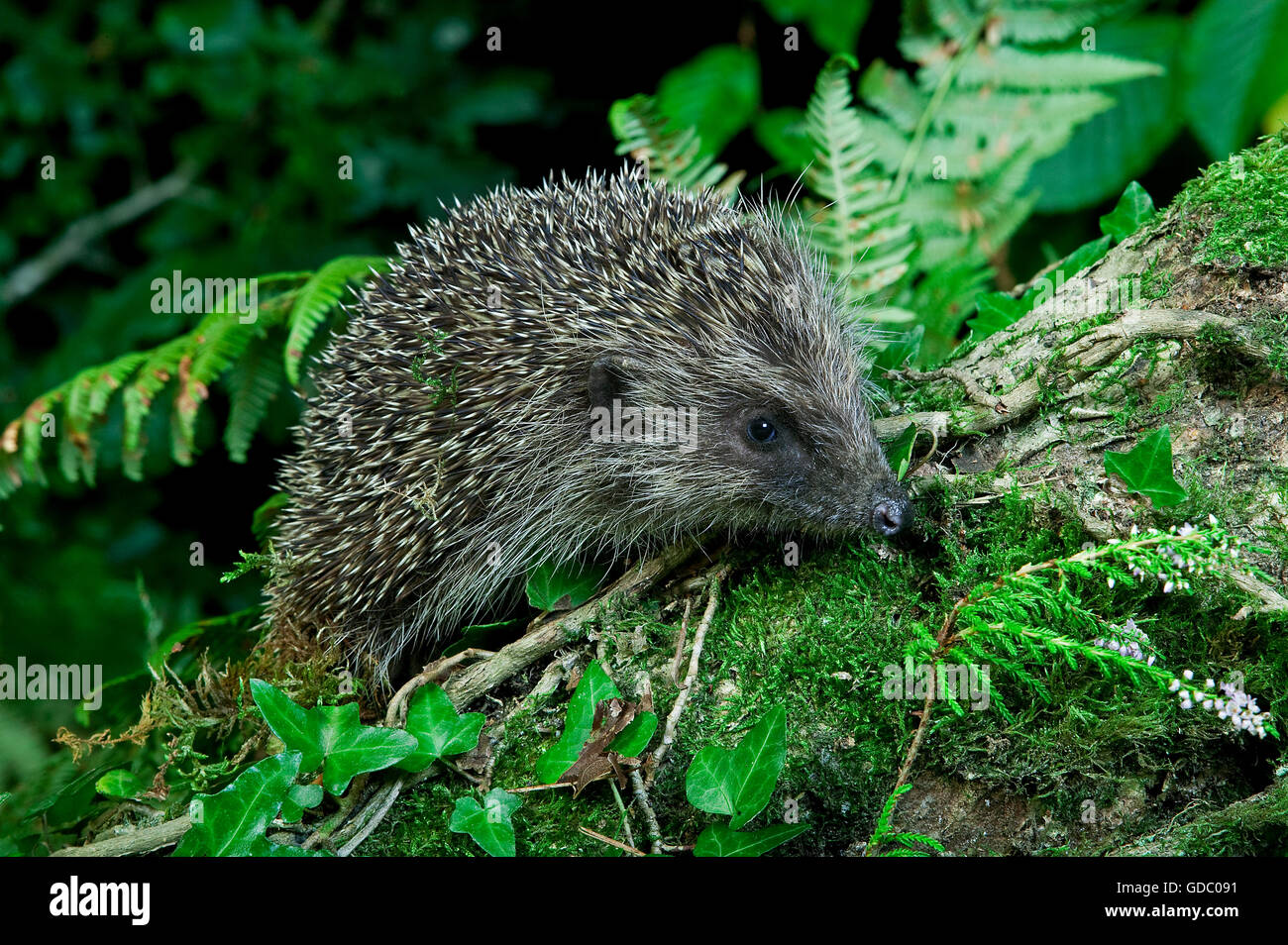 European Hedgehog, erinaceus europaeus, Adult on Stump, Normandy Stock ...