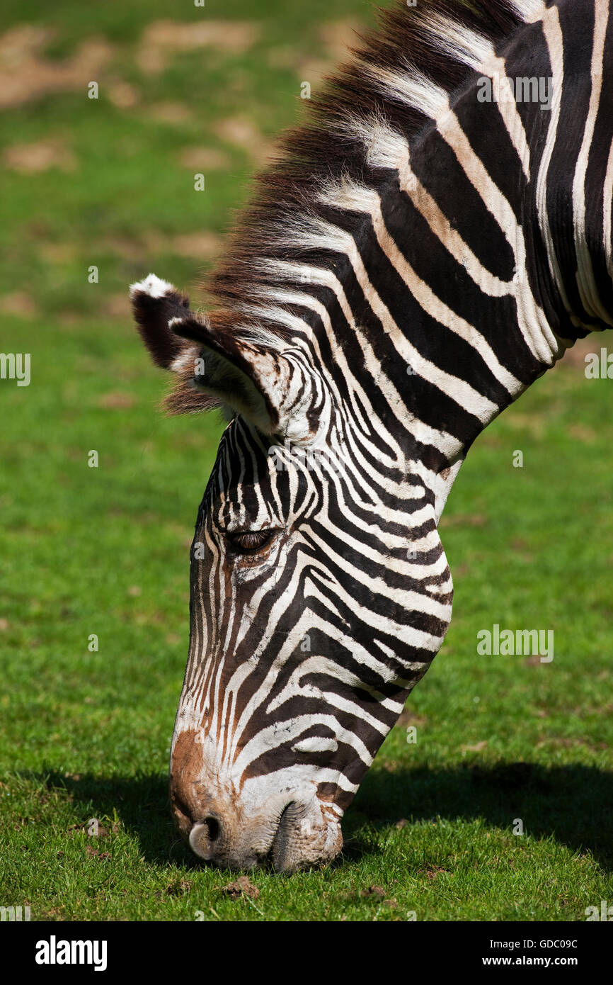 Mature adult zebras hi-res stock photography and images - Alamy
