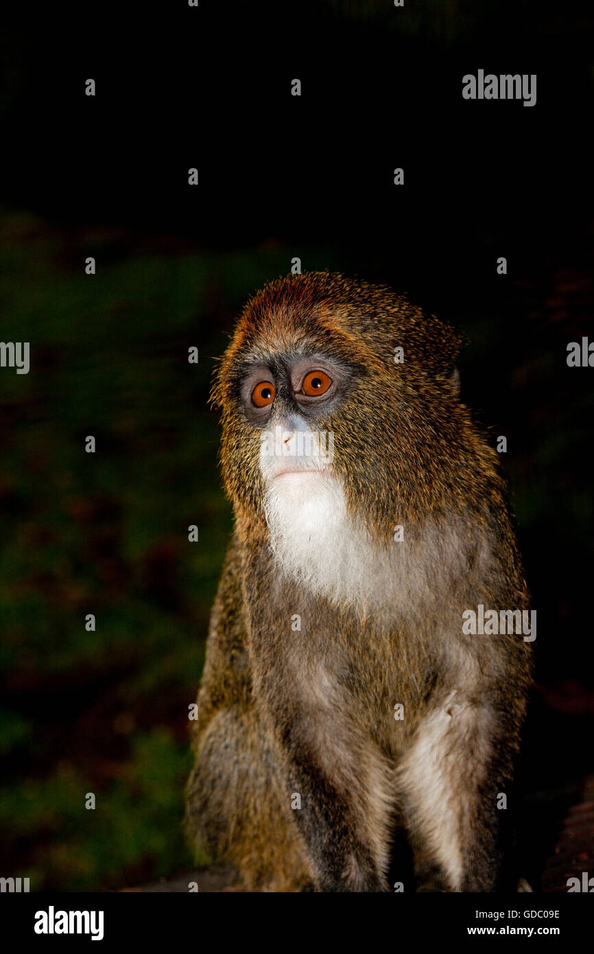 DE BRAZZA'S MONKEY cercopithecus neglectus, FEMALE Stock Photo - Alamy