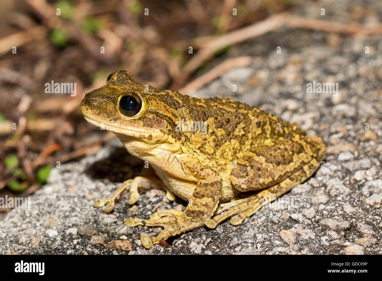 Cuban tree frog - Osteopilus septentrionalis Stock Photo - Alamy